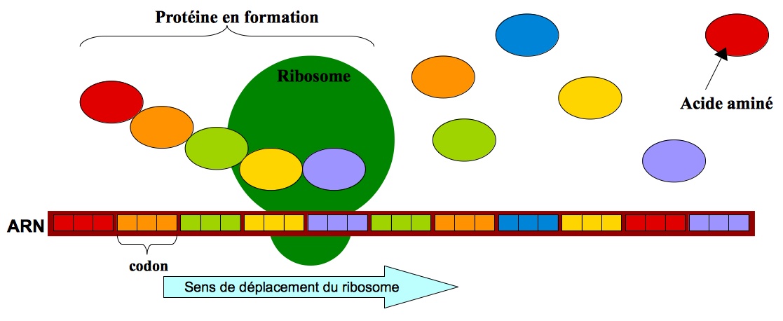 Les protéodies :: CRÉA'RT